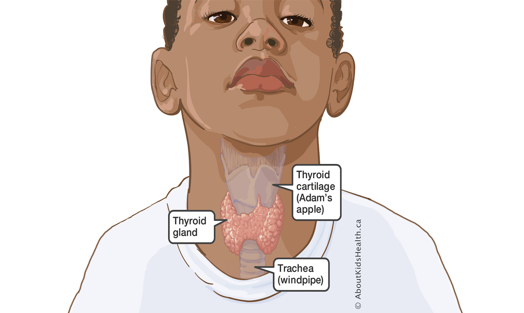 SickKids Stories | Learn about the thyroid